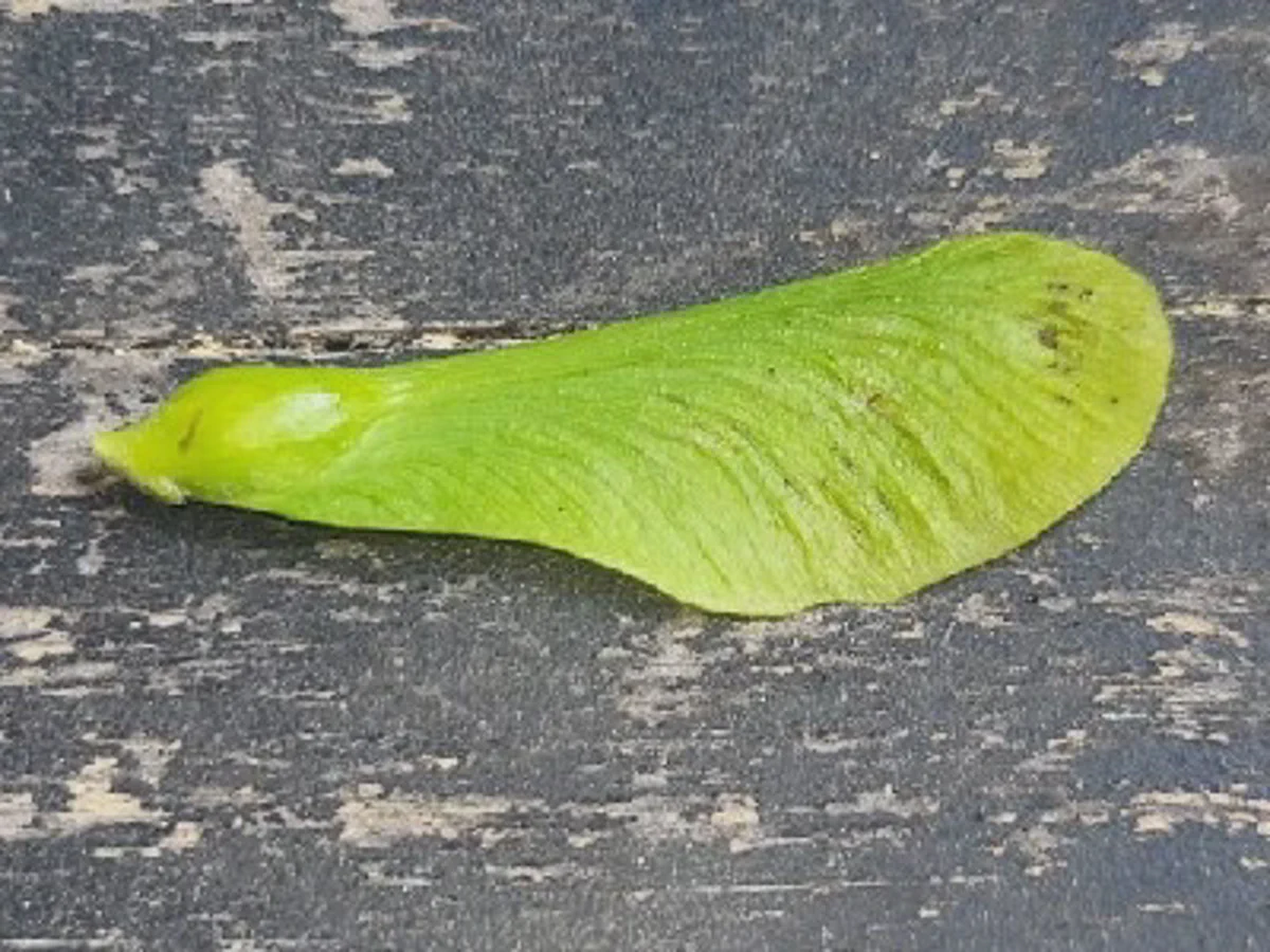 Maple Seeds, Mice, and the Sounds in Your Attic | Pest UnHABITAT